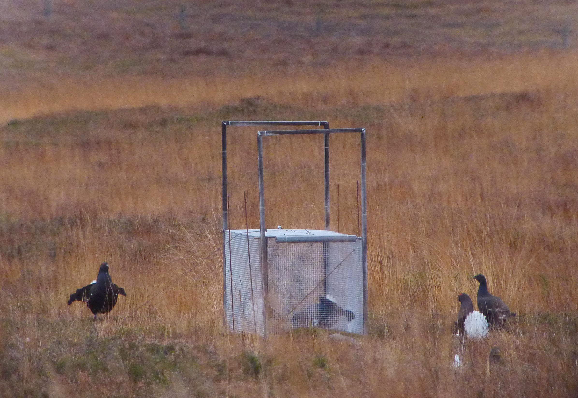 Research programme – Upland bird monitoring, conservation and ecology ...